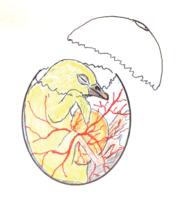 Candling Eggs and Advanced Techniques for Artificial Incubation and ...